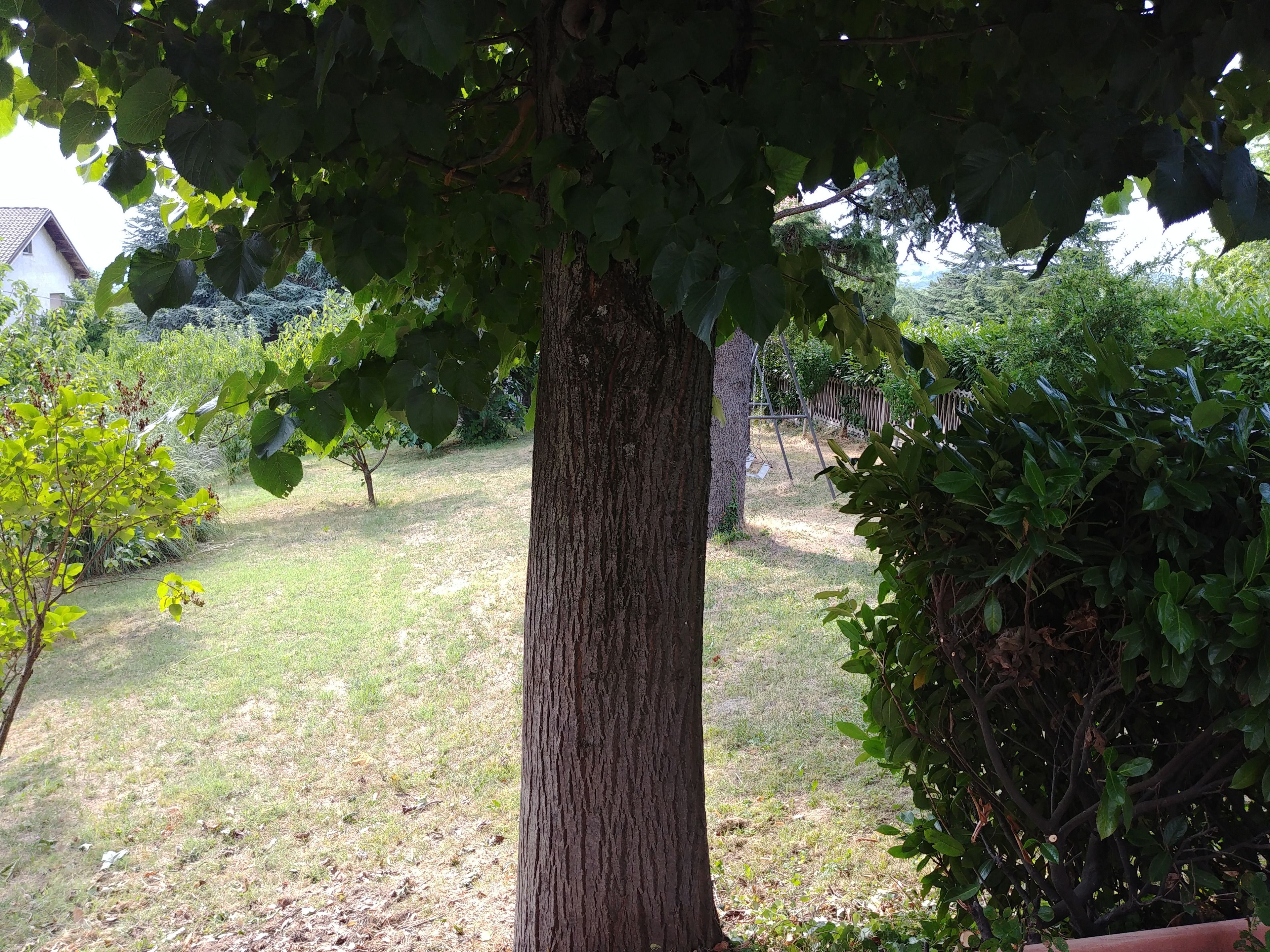 Um gramado cercado por árvores e uma cerca de madeira.