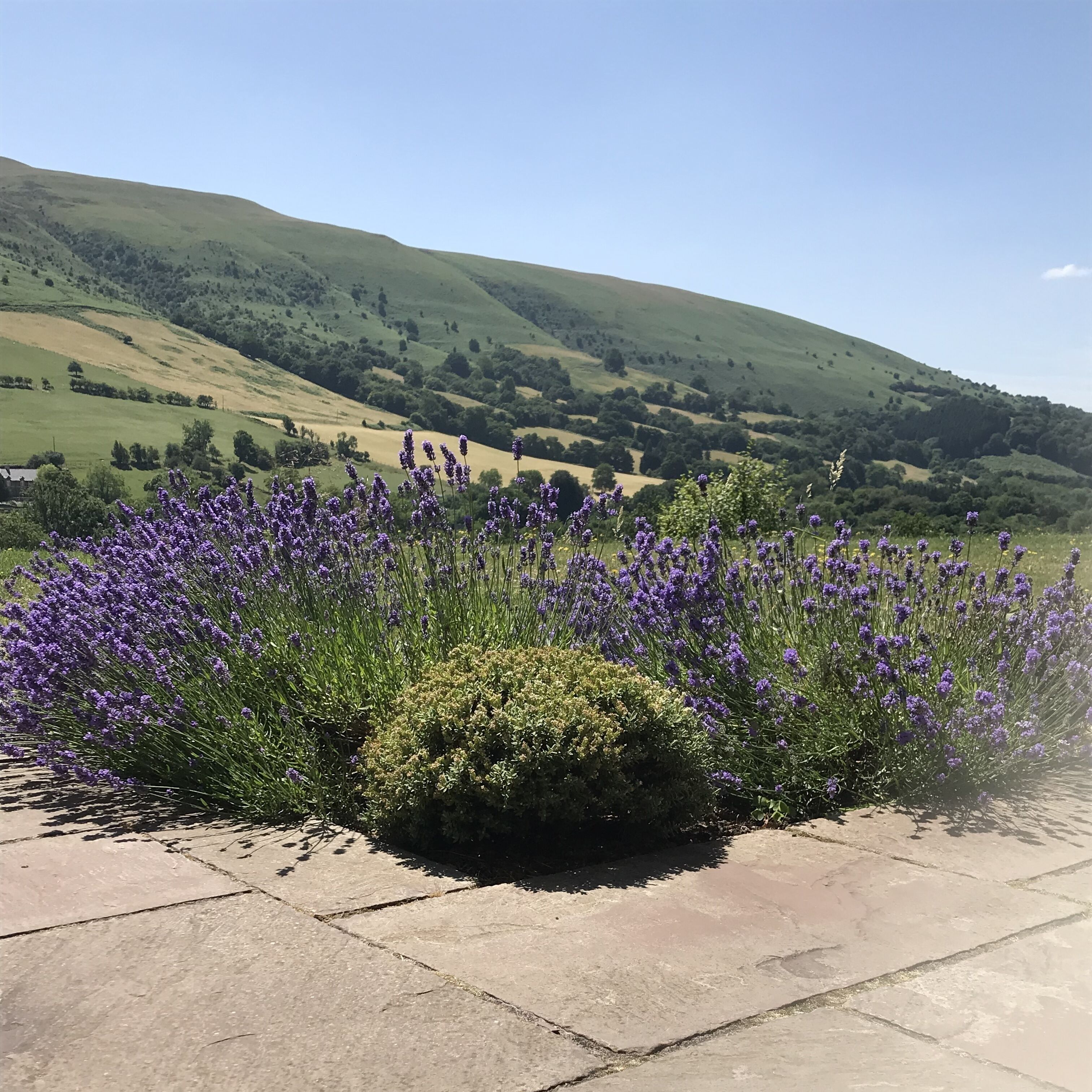 Uma área pavimentada com plantas de lavanda e vista para colinas ondulantes ao fundo.