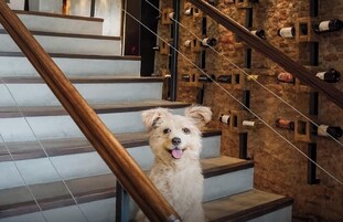 Um cão numa escadaria, com uma adega ao fundo.