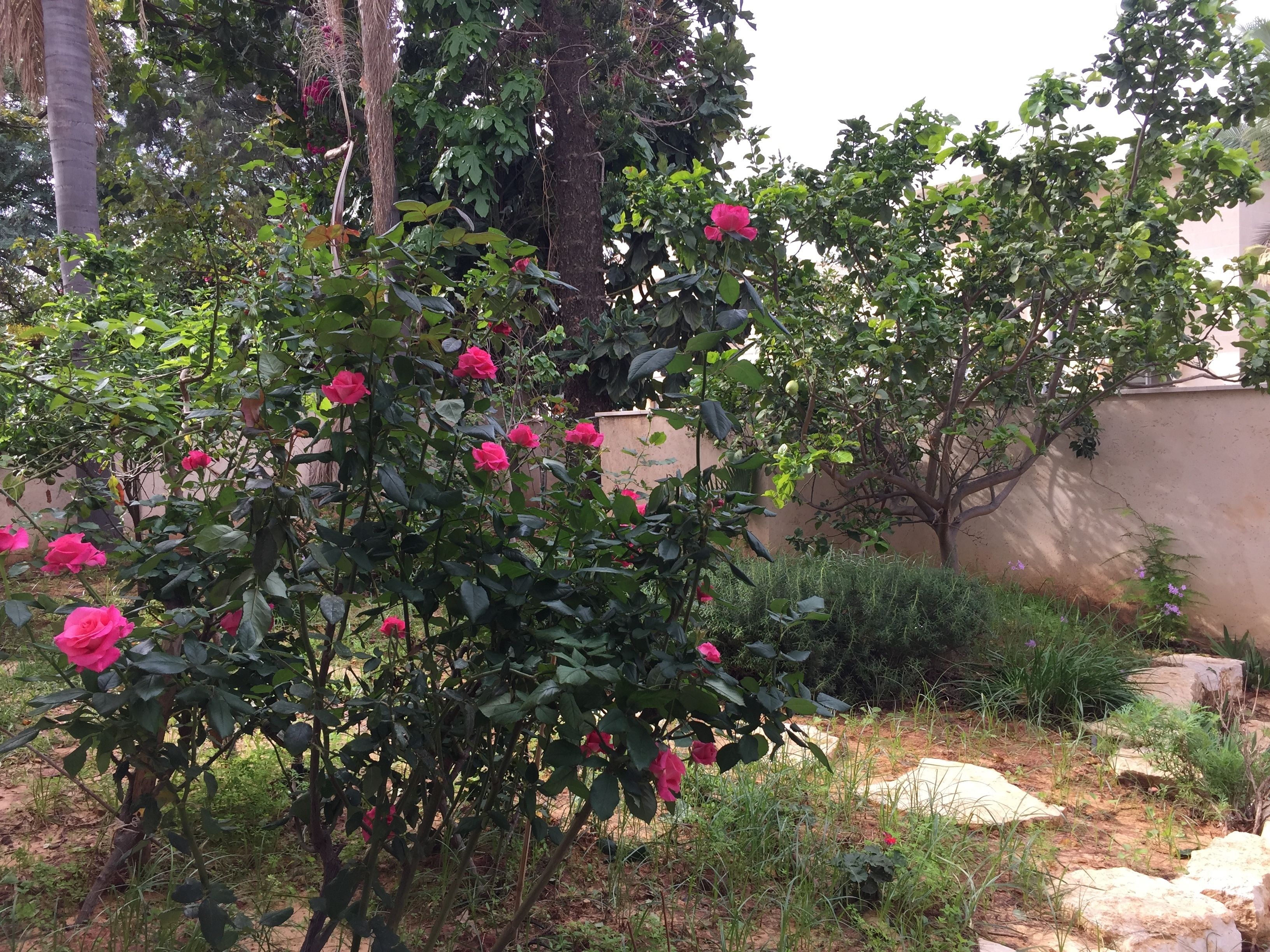 Um jardim com um arbusto de rosas e uma árvore.