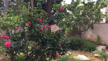 Um jardim com um arbusto de rosas e uma árvore.