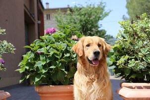 Um golden retriever sentado em frente a vasos de terracota com folhagem verde e flores roxas.