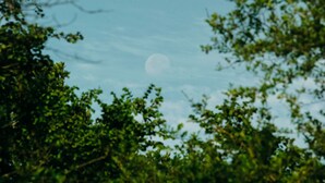 Céu limpo com uma lua visível e folhagem verde densa em primeiro plano.