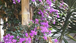 Jardim