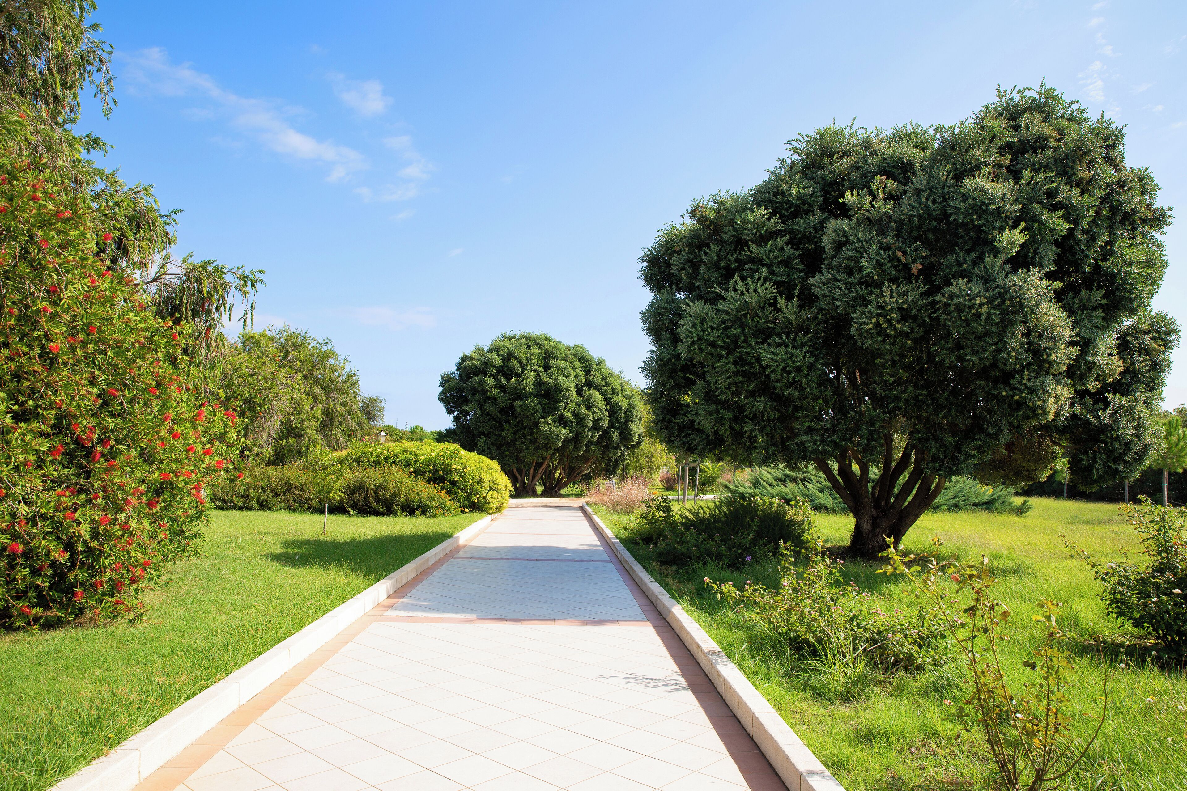 Um caminho pavimentado ladeado por vegetação exuberante e árvores.