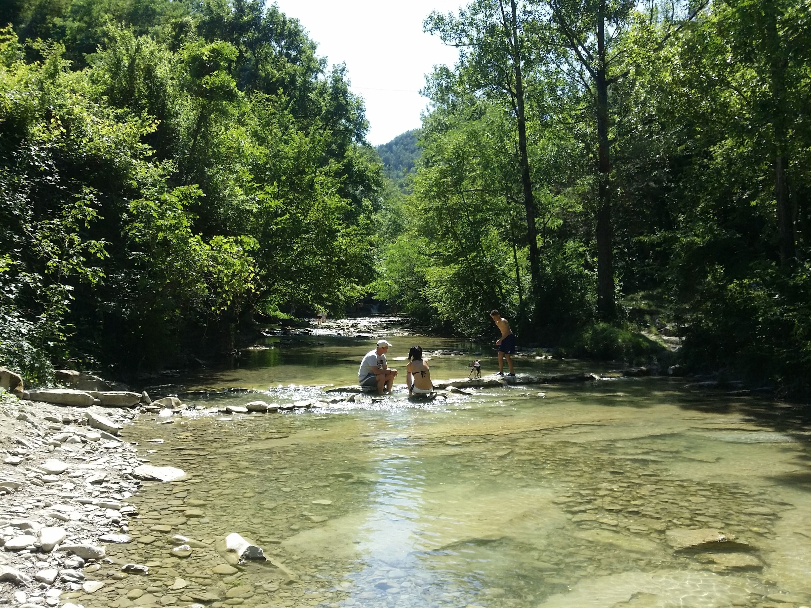 Um rio rodeado por árvores verdes e densas.
