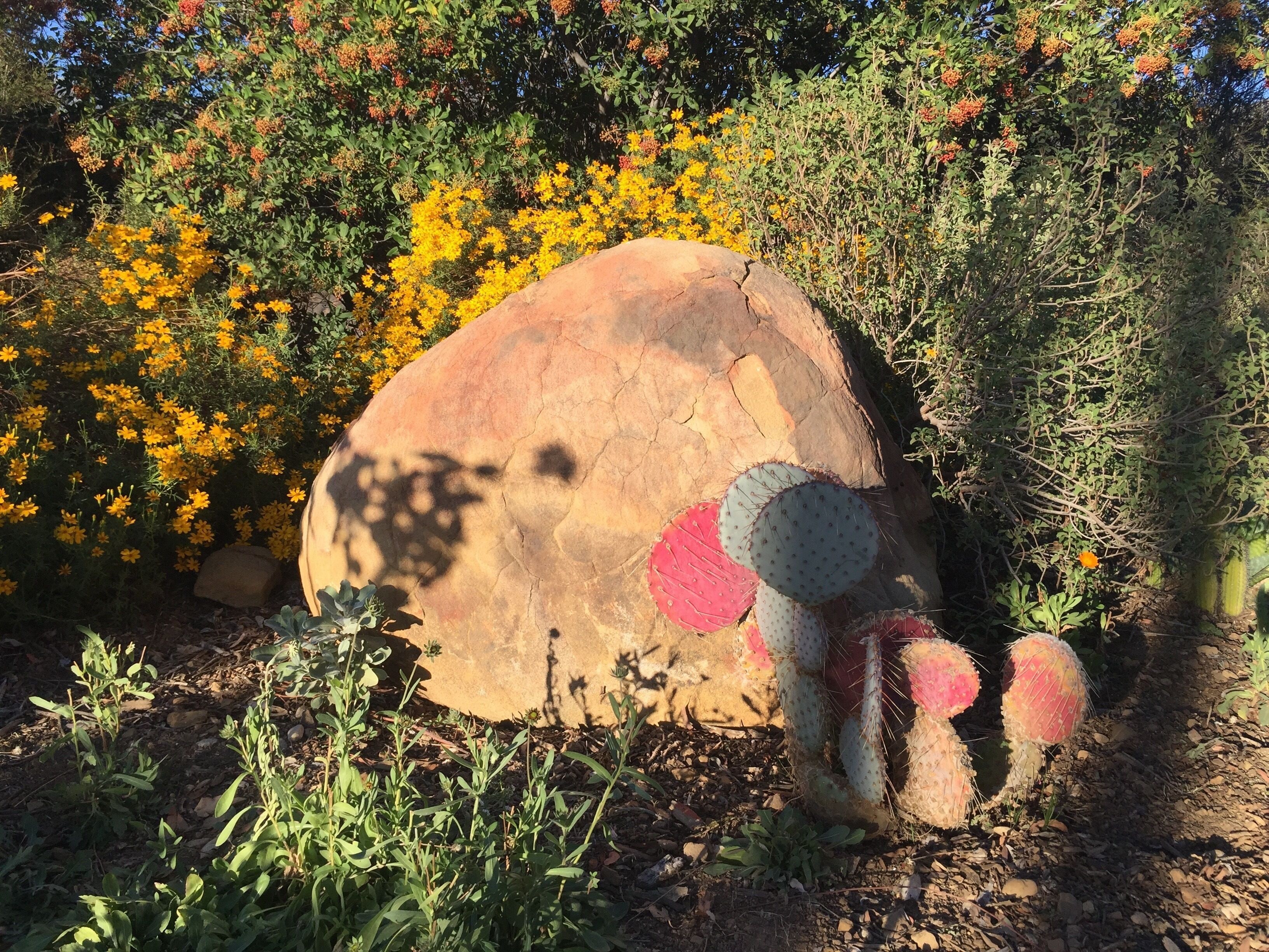 Formação rochosa com cactos e flores amarelas em um jardim.
