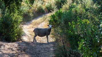 Uma ovelha em uma trilha de terra cercada por vegetação densa.