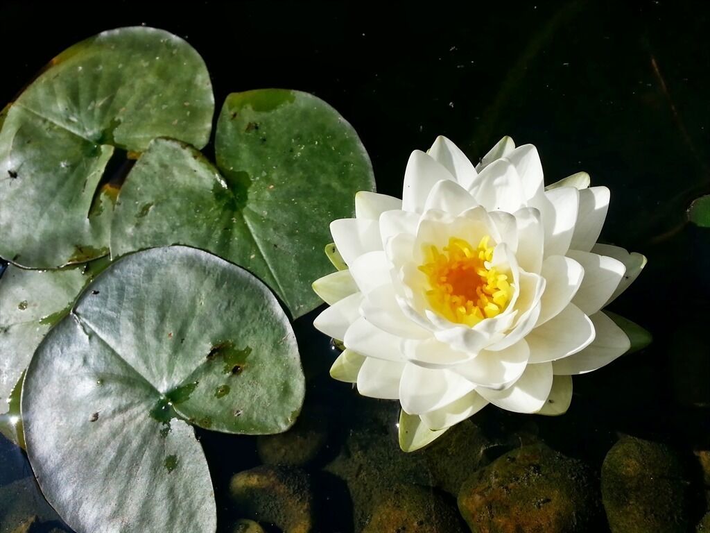 Uma flor de nenúfar branca com pétalas amarelas no centro flutua na água, com folhas de nenúfar verdes.