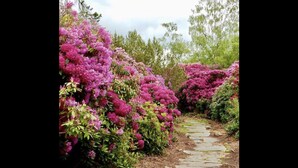 Caminho no jardim ladeado por arbustos roxos e floridos.