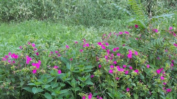 Jardim
