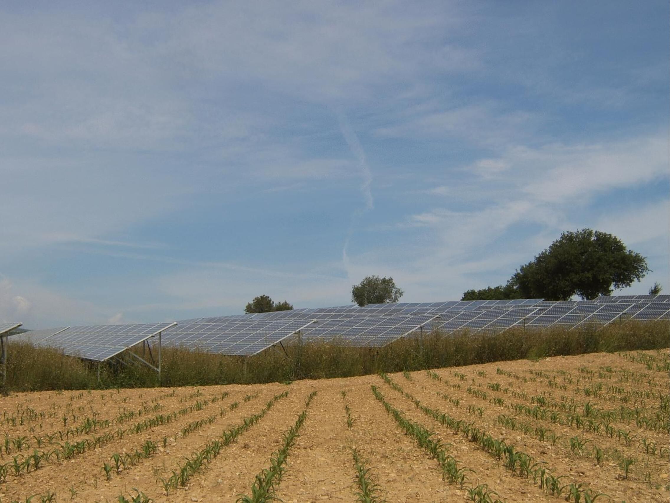 Uma instalação de energia solar com fileiras de painéis solares e um campo de plantações jovens.