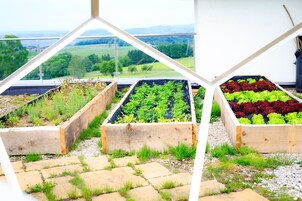 Jardim no terraço com canteiros elevados e diversas plantas.