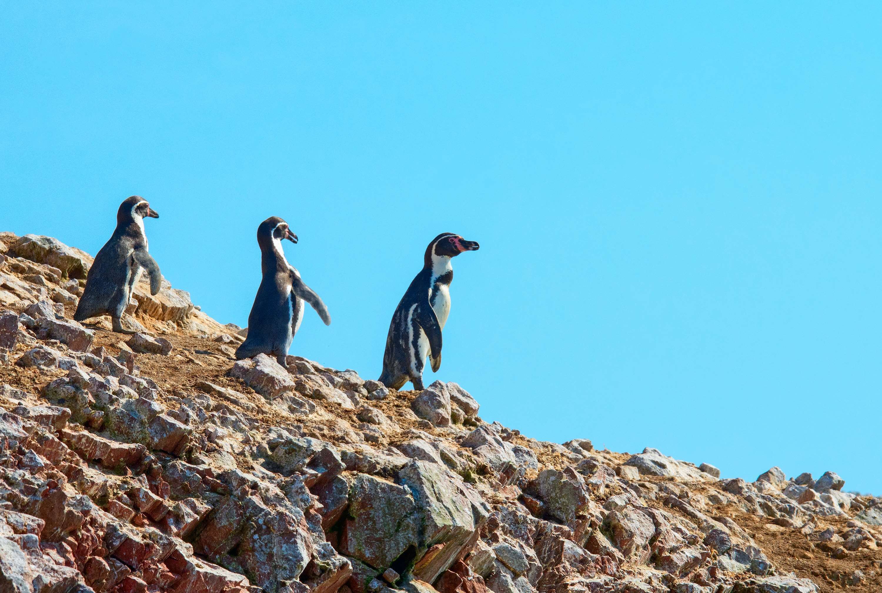Três pinguins numa encosta rochosa.