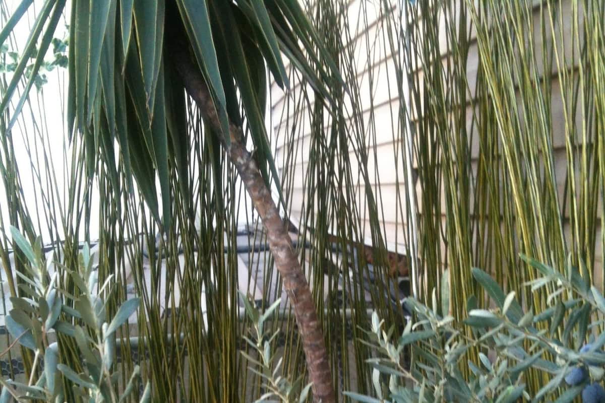 Uma estufa com diversas plantas, incluindo folhagem verde alta e uma palmeira.