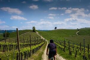 Vinhedo com fileiras de videiras e um ciclista pedalando em uma trilha de terra.