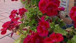 Um jardim com flores vermelhas e um poste de luz.