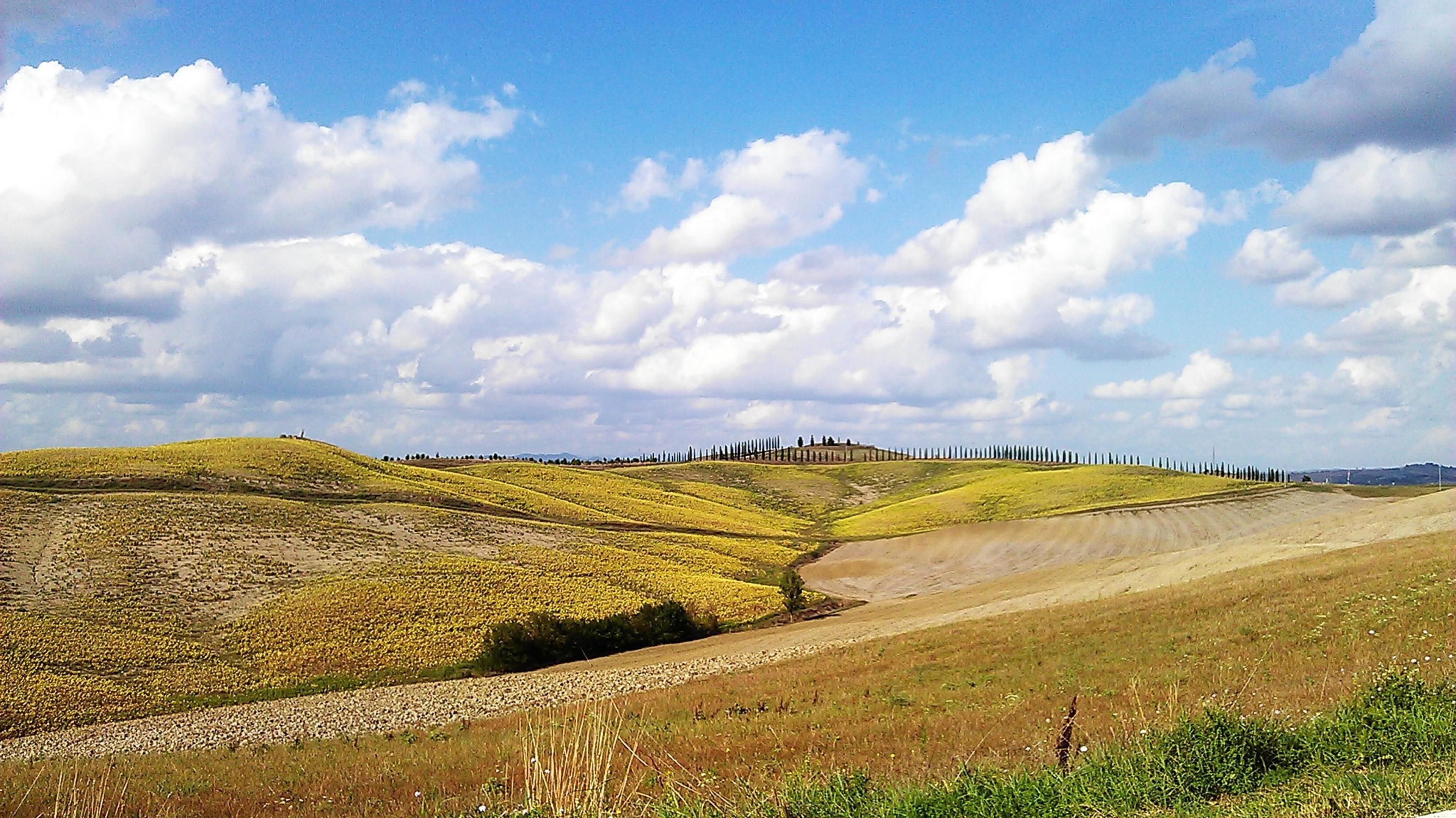 Paisagem rural com colinas ondulantes, estrada de terra e cerca.