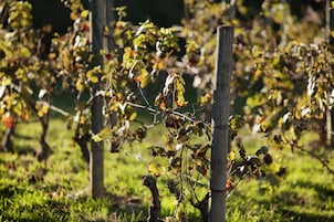 Vinhedo com fileiras de videiras sustentadas por estacas de madeira.