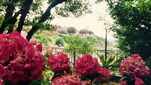 Um jardim com flores cor-de-rosa e folhagem verde.