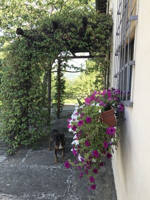 Um cão caminhando por um caminho de pedra ao lado de um edifício com uma janela e um vaso de flores suspenso.