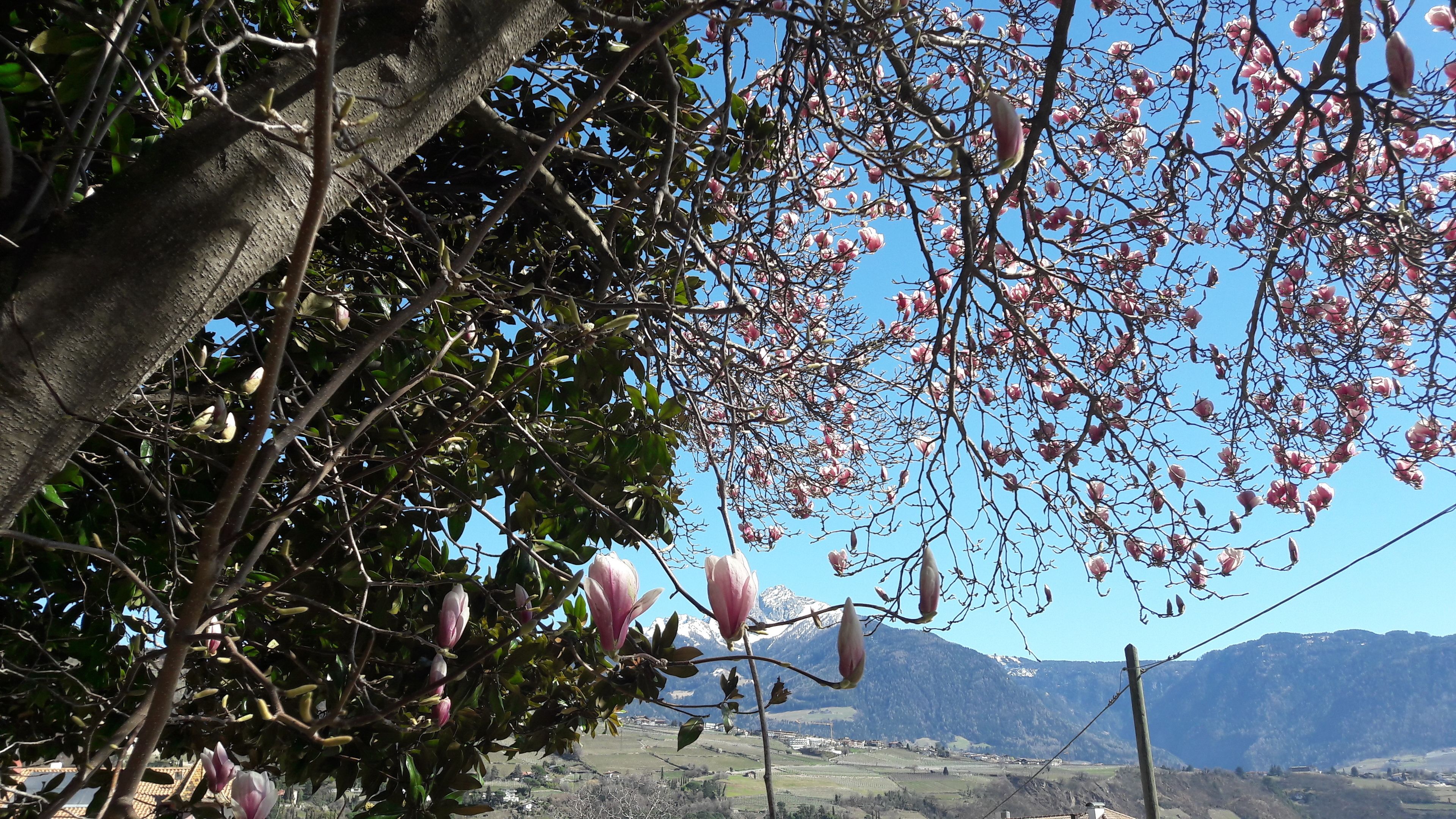 Uma árvore com flores cor-de-rosa e uma paisagem montanhosa ao fundo.