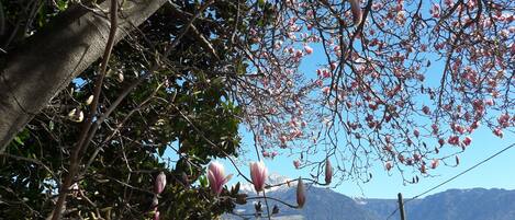 Uma árvore com flores cor-de-rosa e uma paisagem montanhosa ao fundo.