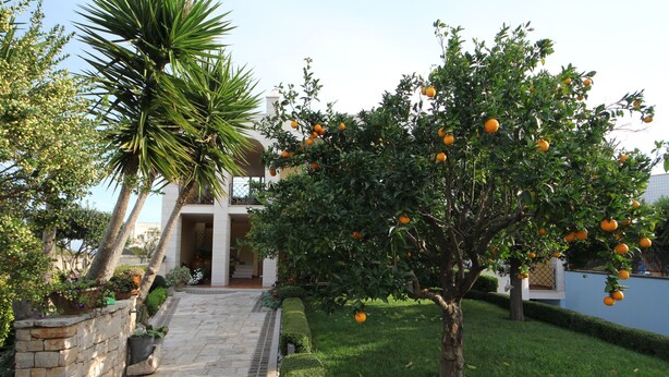 Um caminho leva a um edifício com um jardim bem cuidado e uma árvore carregada de frutos.