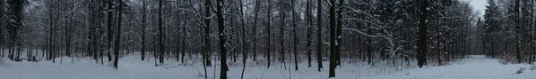 Uma floresta nevada com árvores altas e um caminho livre.