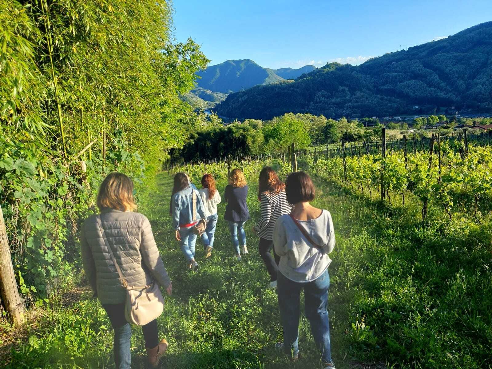 Um grupo de pessoas caminhando por um vinhedo, com montanhas ao fundo.
