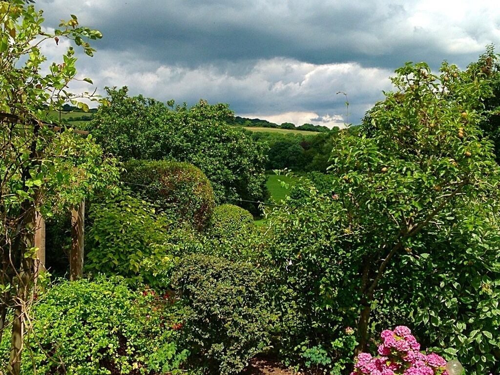 Um jardim exuberante com folhagem densa e diversas plantas.