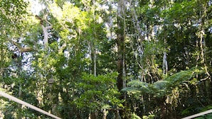 Uma ponte suspensa em área arborizada, com cercas de arame e tábuas de madeira.