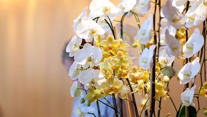 Um close-up de orquídeas brancas e amarelas.