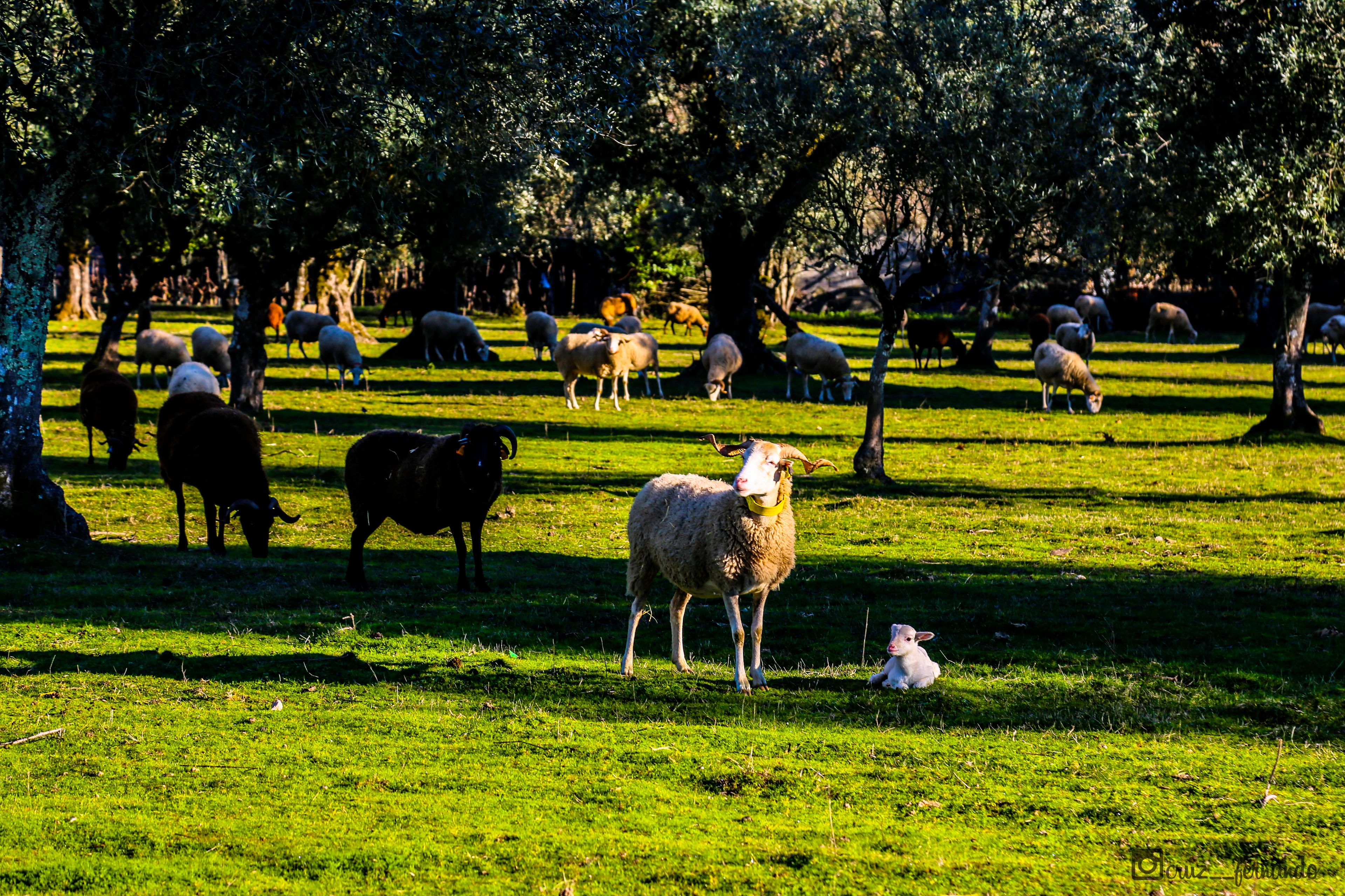 Um campo gramado com ovelhas pastando sob árvores.