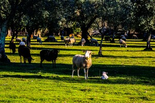 Um campo gramado com ovelhas pastando sob árvores.