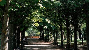 Um parque com uma fileira de bancos sob uma copa de árvores.