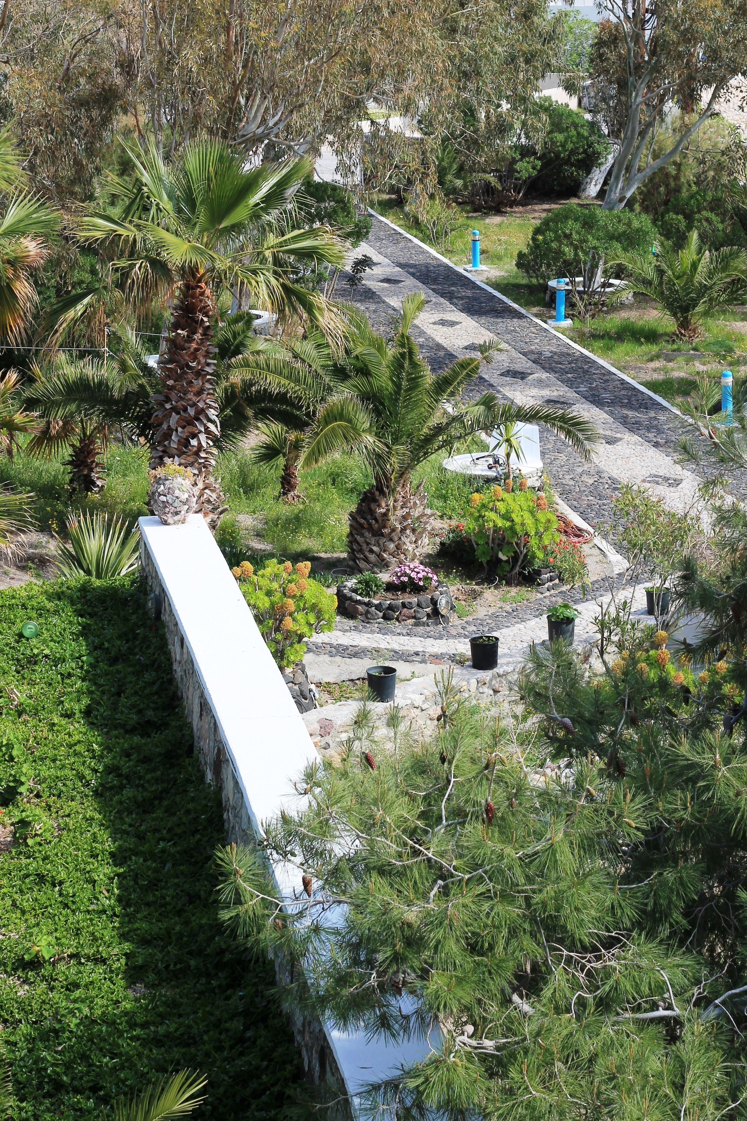Um jardim ajardinado com palmeiras, um caminho de pedra e uma parede branca.