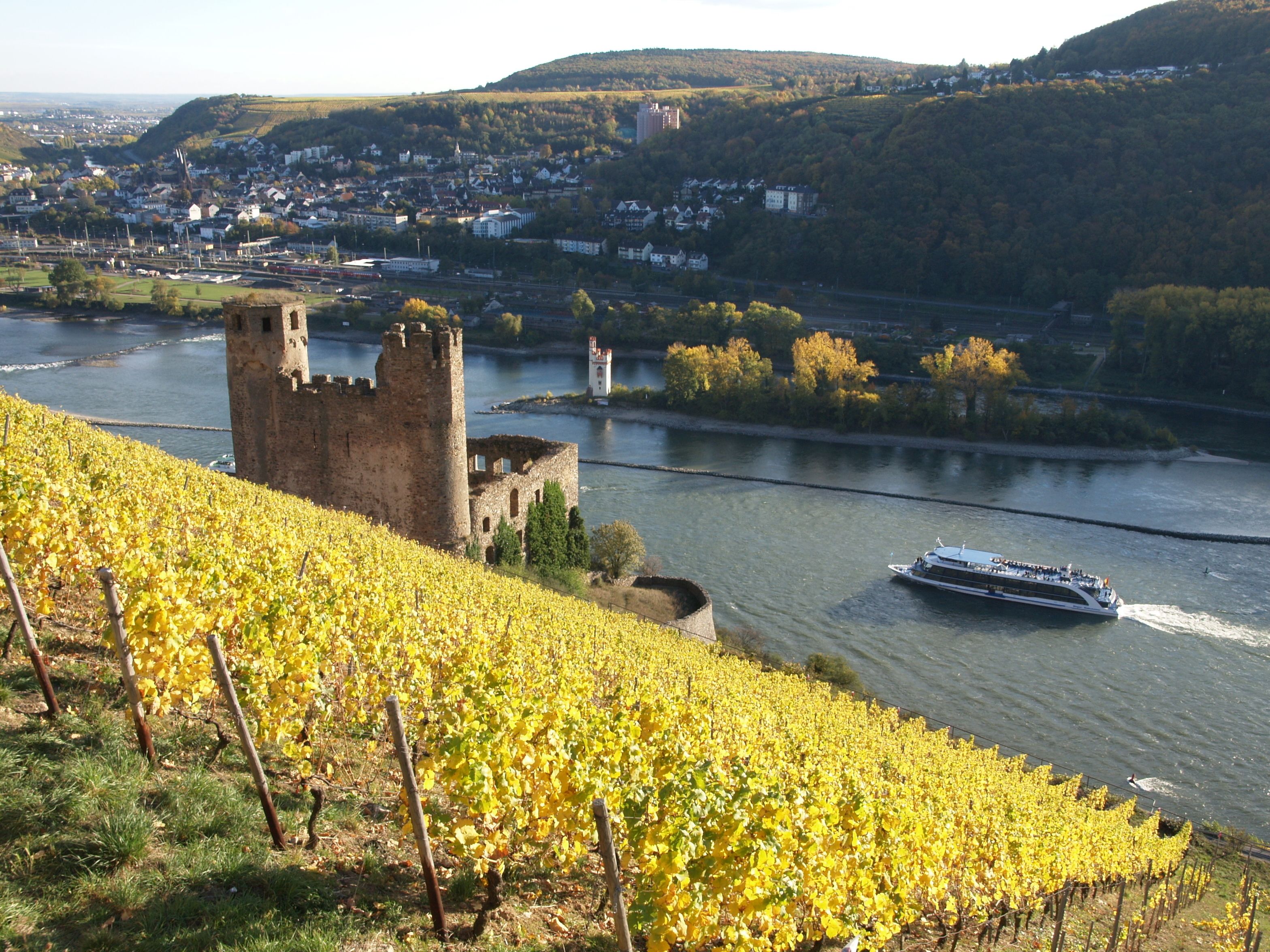 Vinhedo com castelo e rio.
