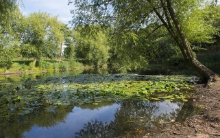 Um lago com nenúfares e árvores ao fundo.