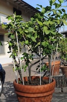 Jardim