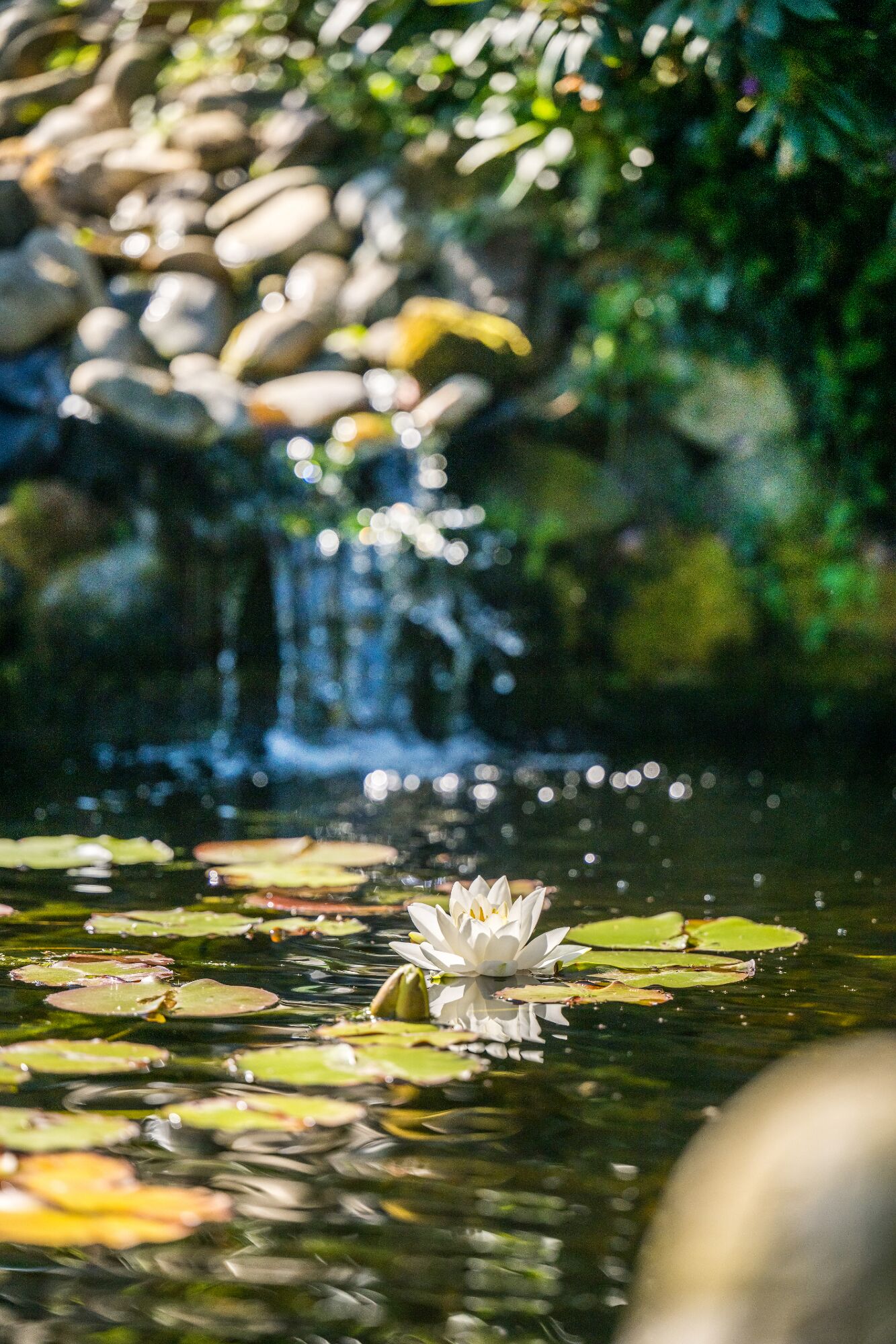 Um lago com nenúfar branco e folhas de nenúfar, rodeado por pedras e vegetação.