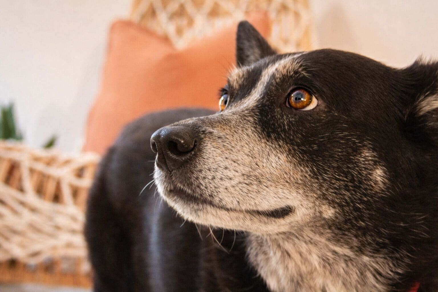 Um close-up de um cão com pelagem preta e branca, olhando para o lado.