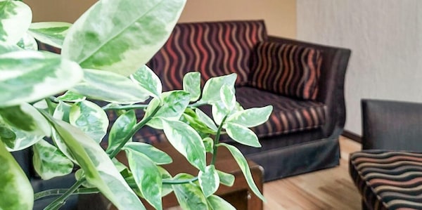 Hotel Terranova Zona Piel - León de los Aldama