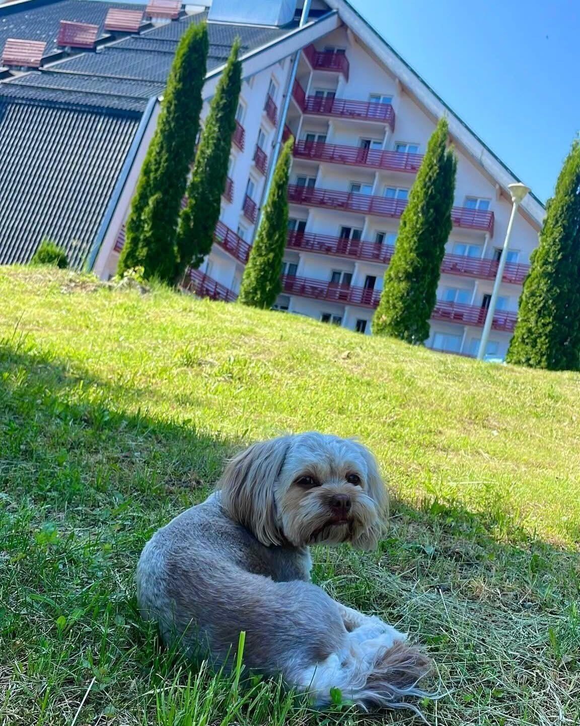 Aceita animais de estimação