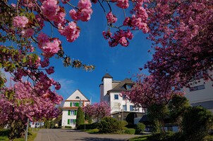 Rua residencial com casas, céu azul claro e árvores em flor cor-de-rosa.