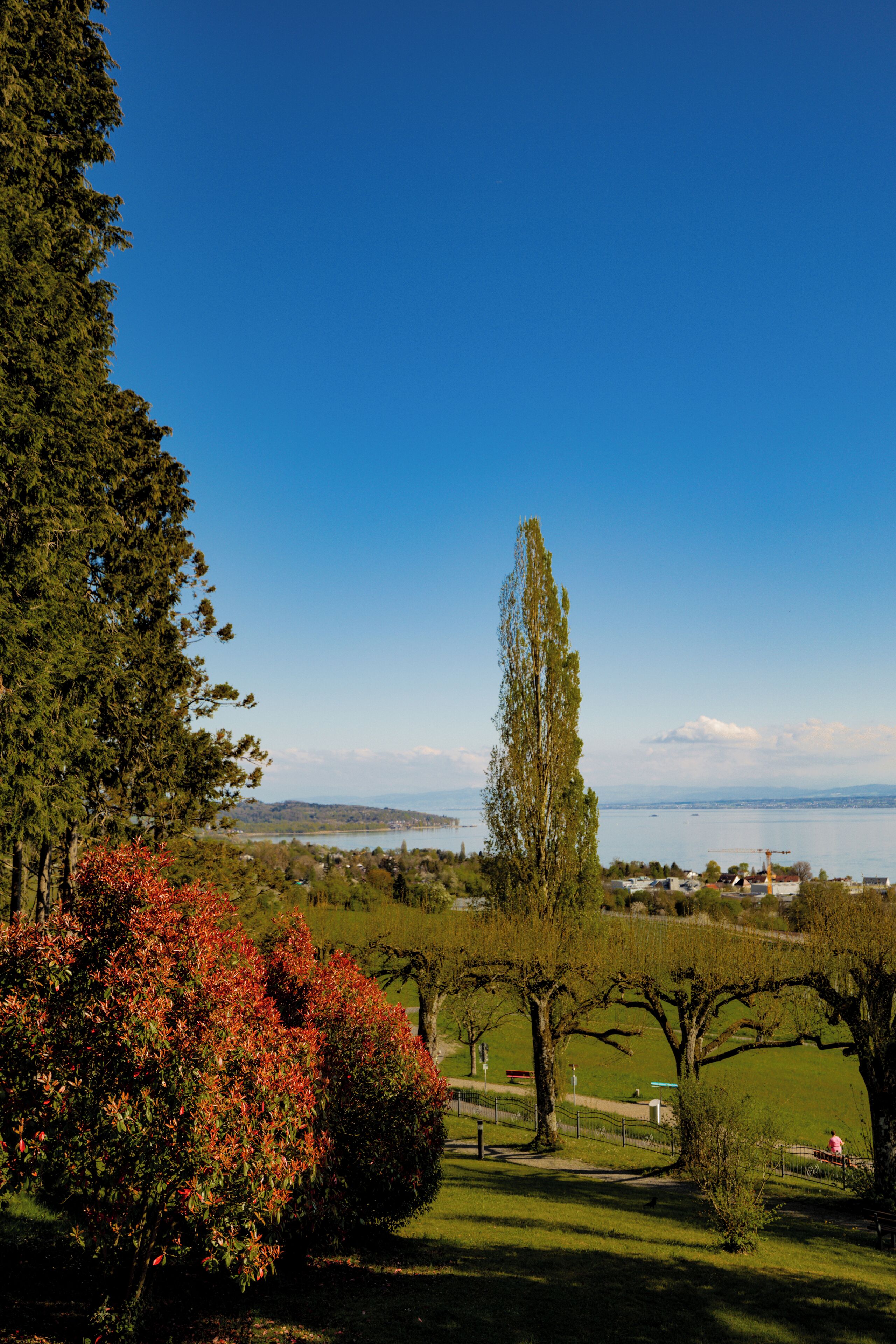 Um parque com árvores, um lago e uma paisagem urbana ao longe.