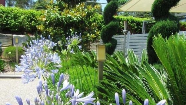 Um jardim com uma fileira de flores roxas e sebes bem aparadas.