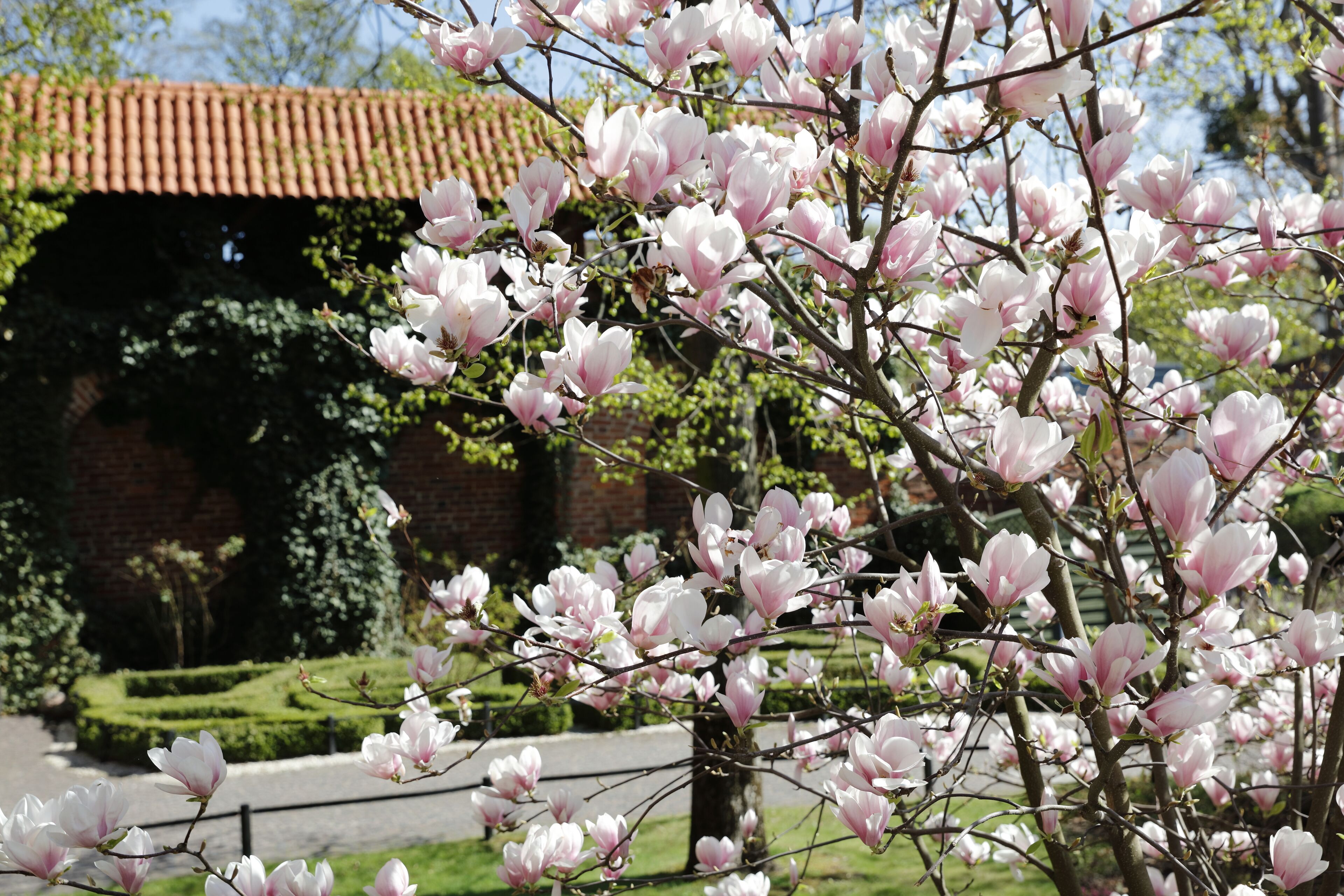 Uma mangueira com flores cor-de-rosa em frente a um edifício de tijolos com telhado de telhas.