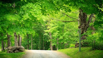 Uma estrada pavimentada ladeada por folhagem verde densa e árvores, conduzindo a uma área arborizada.
