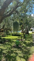 Um jardim exuberante com árvores já crescidas, um pequeno lago e uma estrutura decorativa verde.